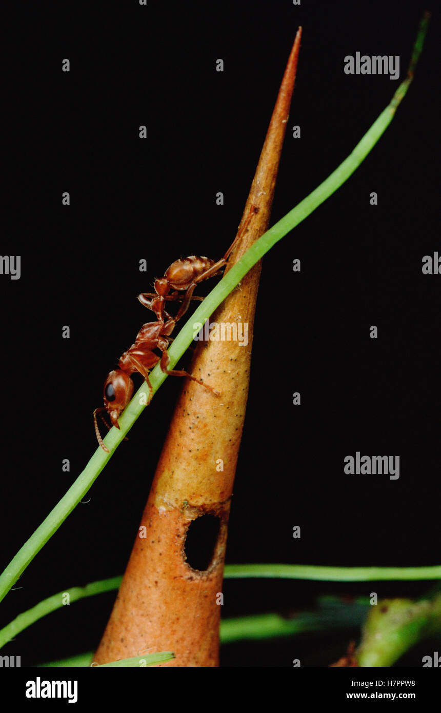 Ant (Pseudomyrmex sp) ripping up vine that disturbs its host Whistling ...