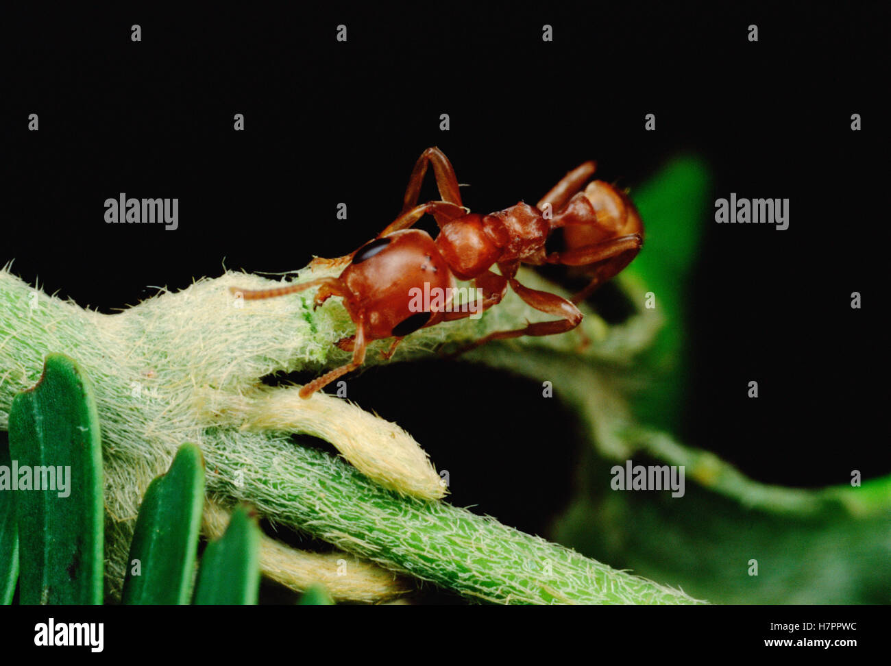 Ant (Pseudomyrmex sp) chops apart vine touching its Whistling Thorn ...