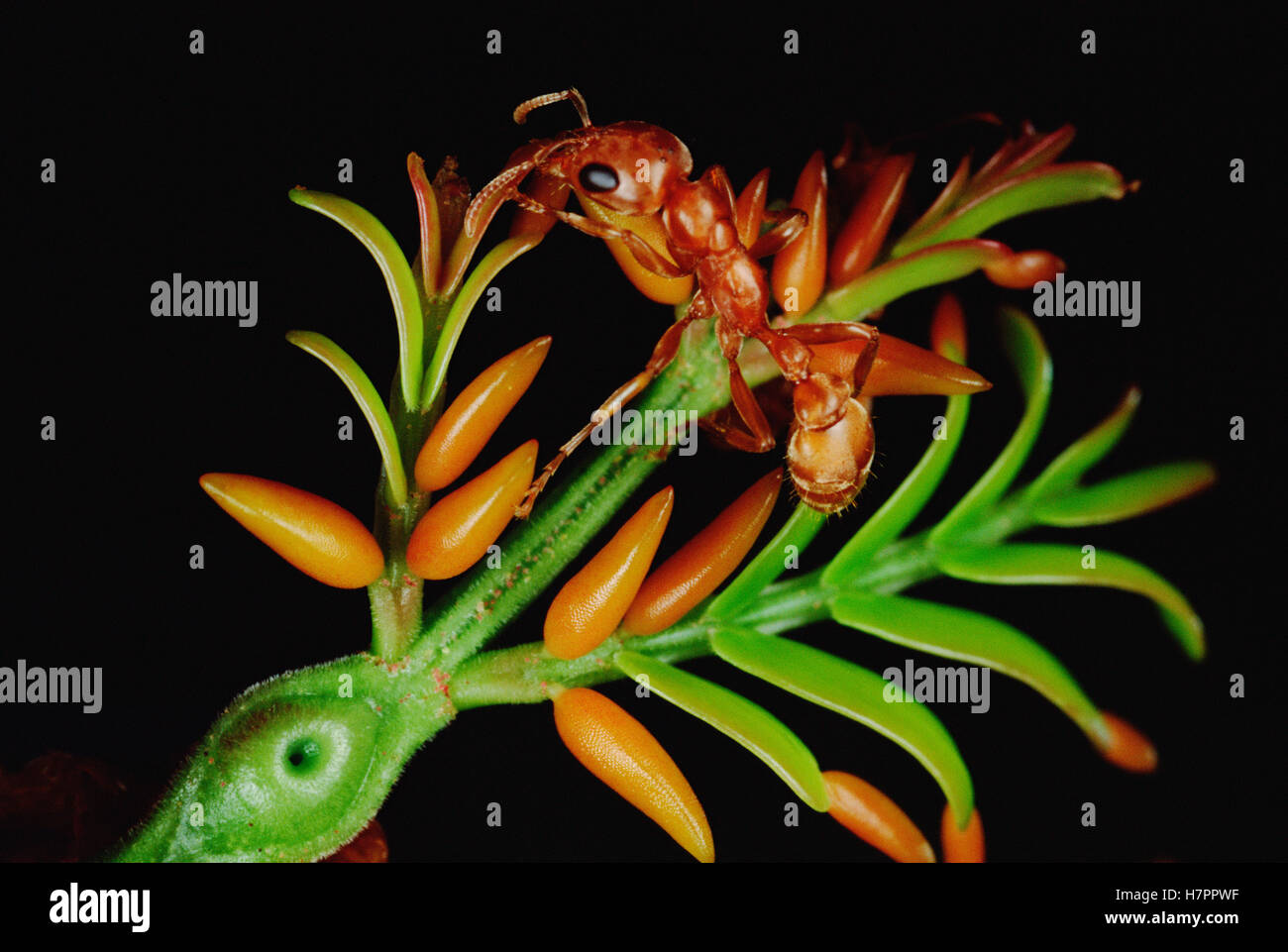 Ant (Pseudomyrmex sp) gathers carrot-like growths from Whistling Thorn ...