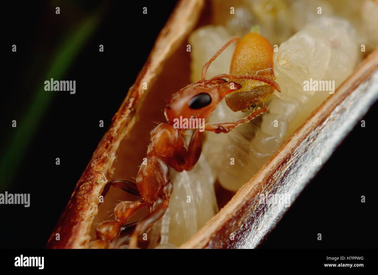 Ant (Pseudomyrmex sp) feeds larvae carrot-like growth from host Acacia ...
