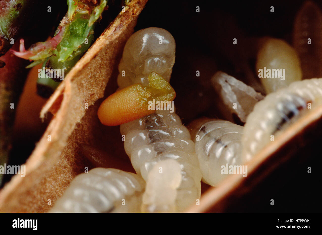 Ant (Pseudomyrmex sp) feeds larvae carrot-like growth from host Acacia ...
