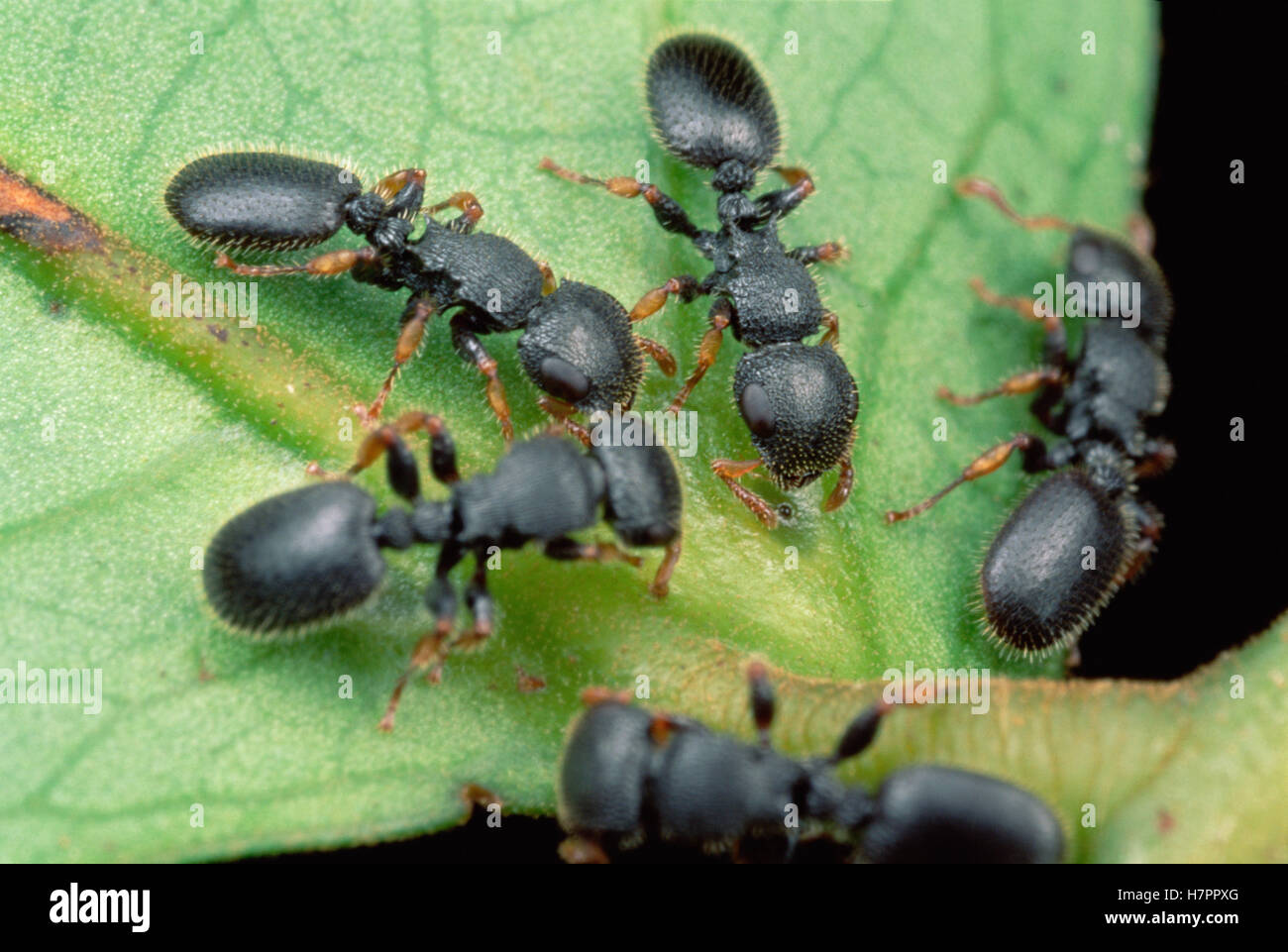 Round Bodied Parasitic Ant (Cataulacus mckeyi) group drink syrup from ...