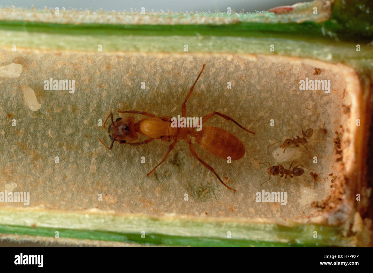 Azteca ant hi-res stock photography and images - Alamy