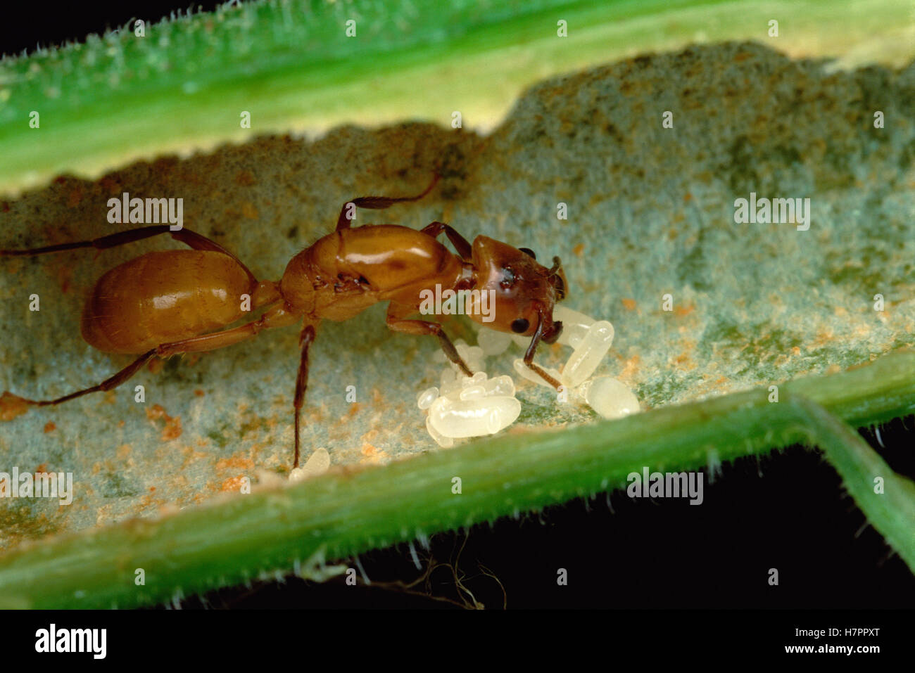 Ant (Azteca sp) queen, in her host (Cecropia sp) tree, starting her ...