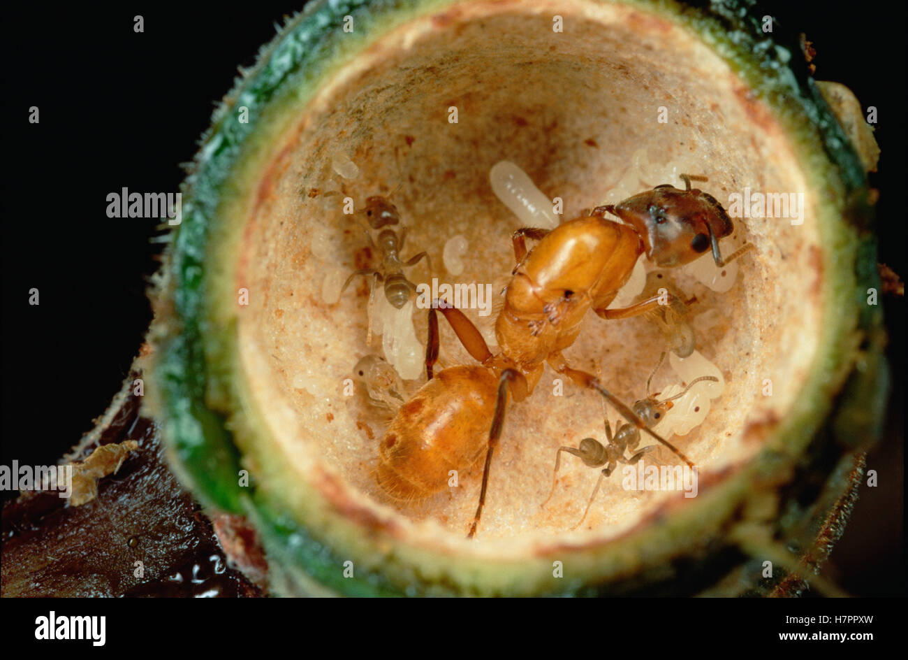Ant (Azteca sp) queen, in her host (Cecropia sp) tree, starting her ...
