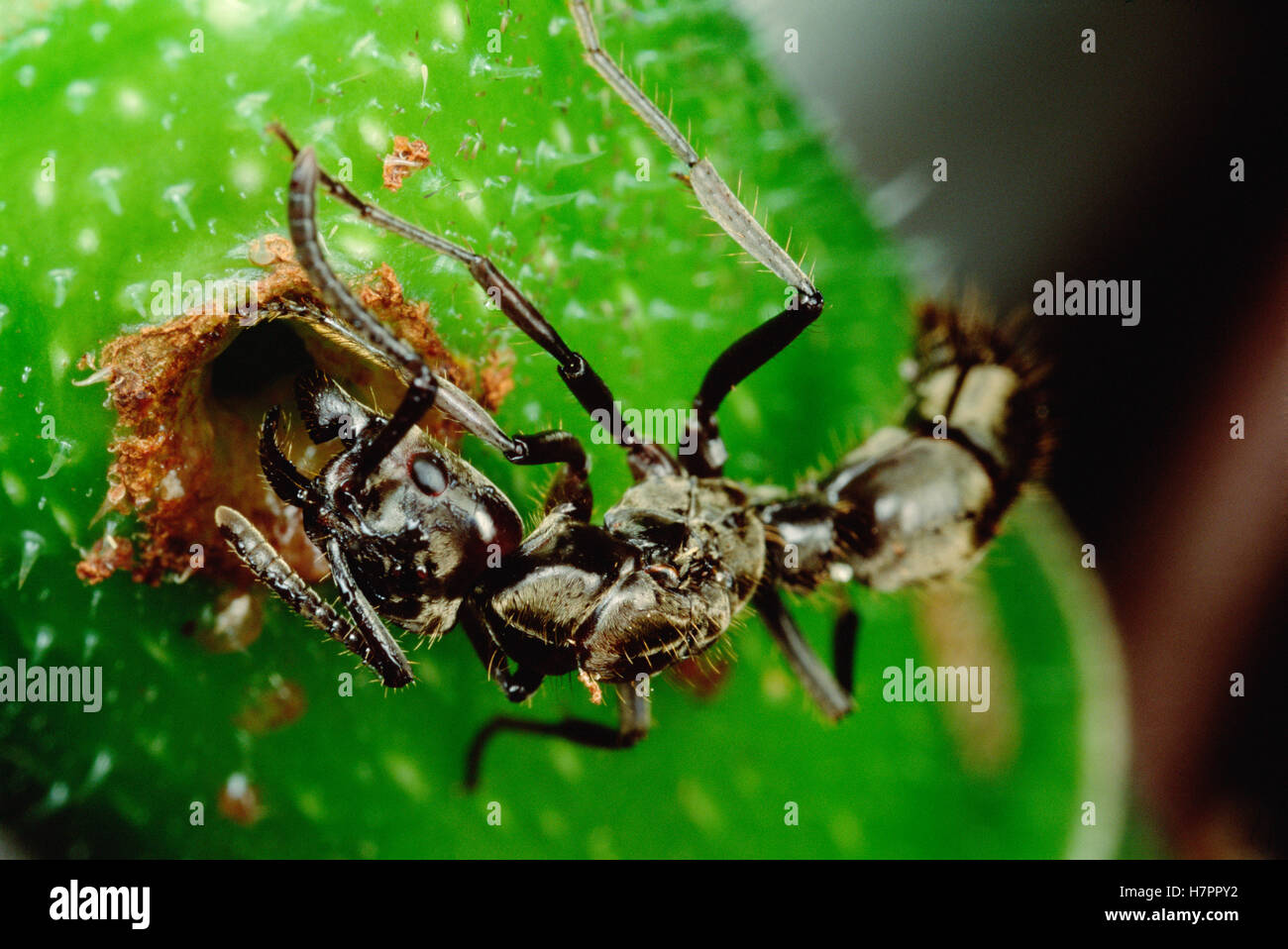 Ant (Pachycondyla sp) queen digging entry into (Cecropia sp) sapling in ...