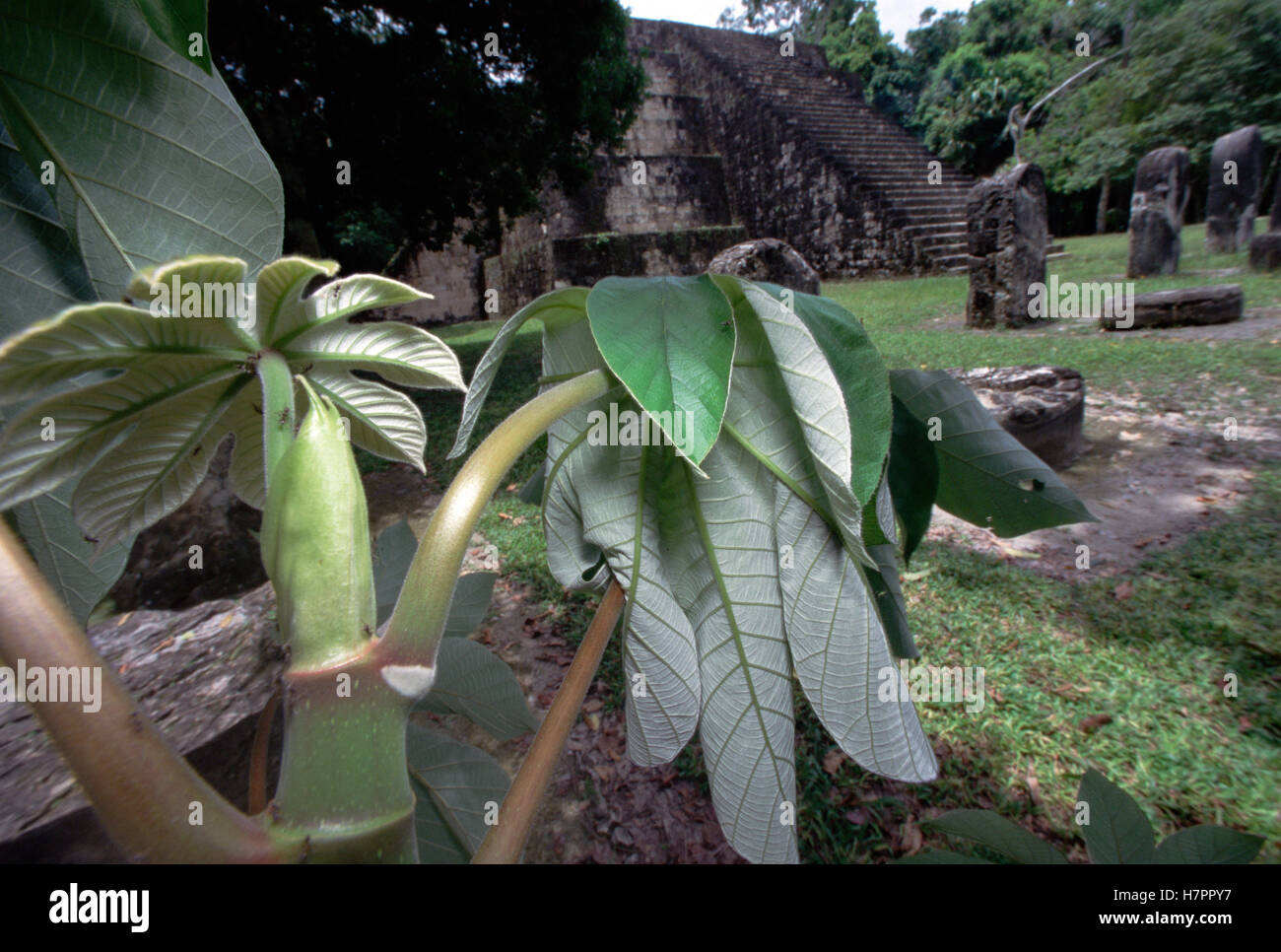 Ant occupied Cecropia sp tree at Aztec ruins, Tikal, Guatemala Stock ...
