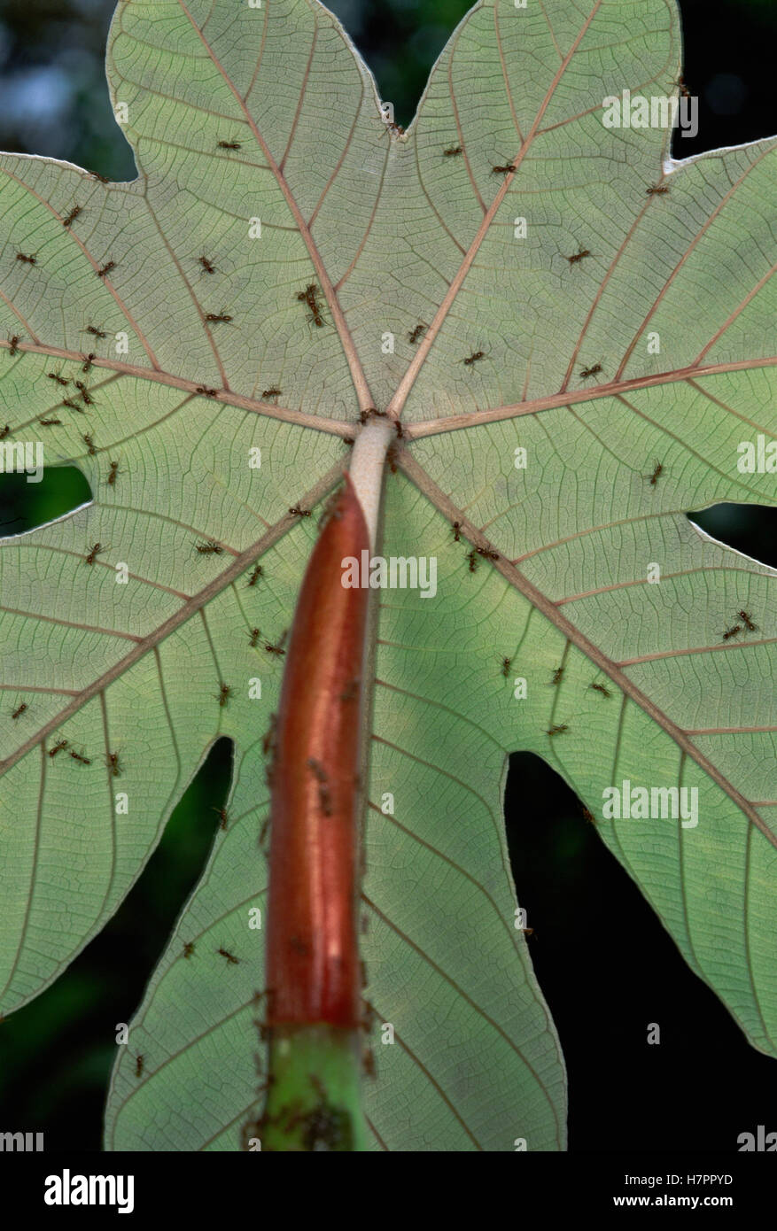 Ant (Azteca sp) patrol leaves to protect their host tree (Cecropia sp ...