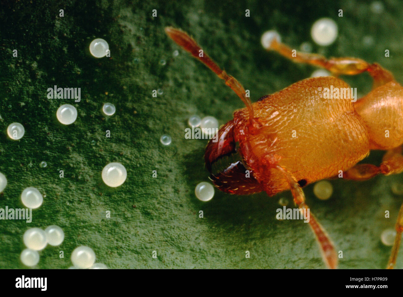 Costa Rican Piper Shrub (Piper arieianum) responds to the presence of ...