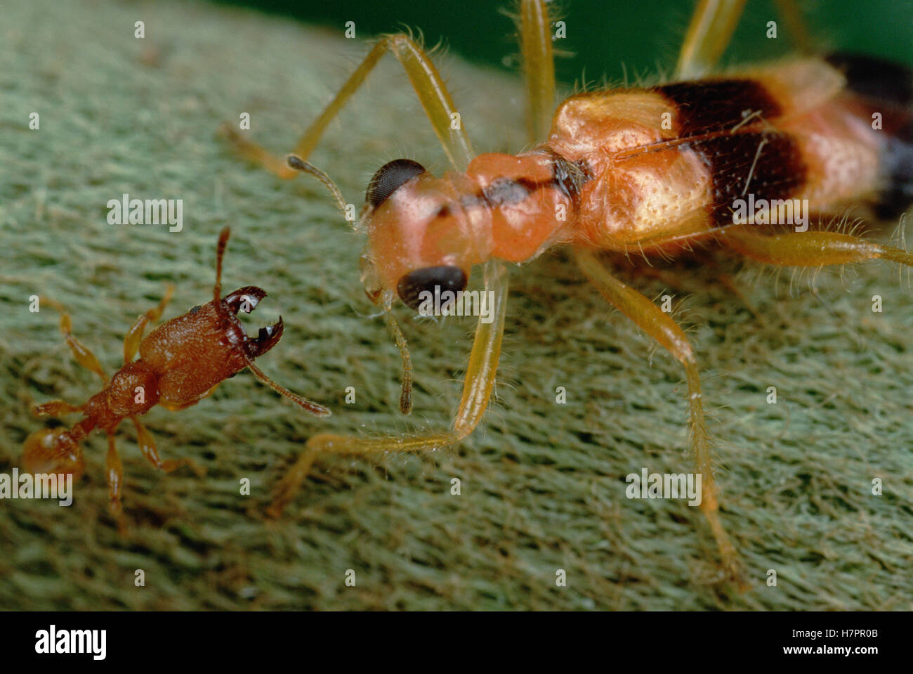 Blackbellied Clerid (Enoclerus lecontei) acting as a parasite, moves ...