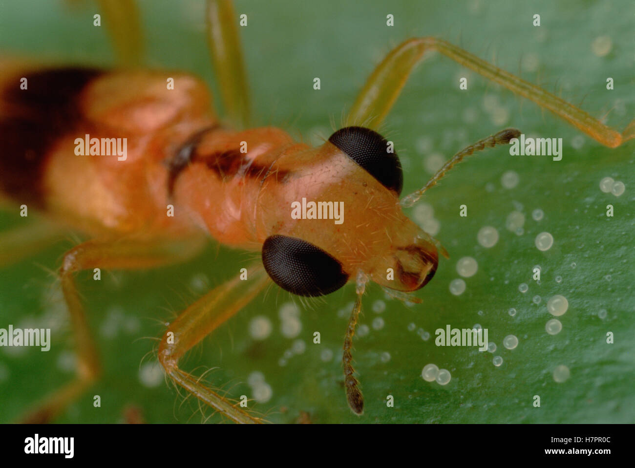 Checkered Beetle (Cleridae) moves into Piper plant, replacing the ants ...