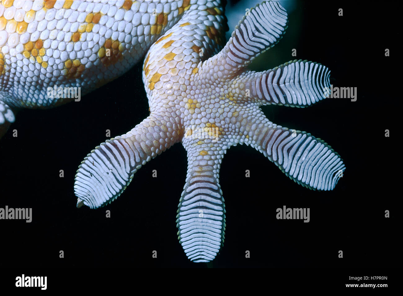Tokay Gecko (Gecko gecko) close-up detail of the underside of its foot ...