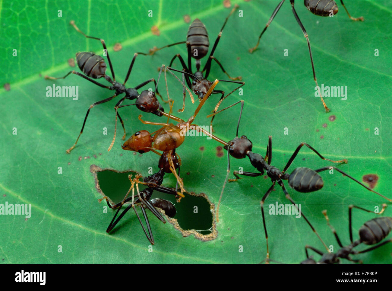 Weaver Ant (Oecophylla sp) group, with two color morphs, fighting ...