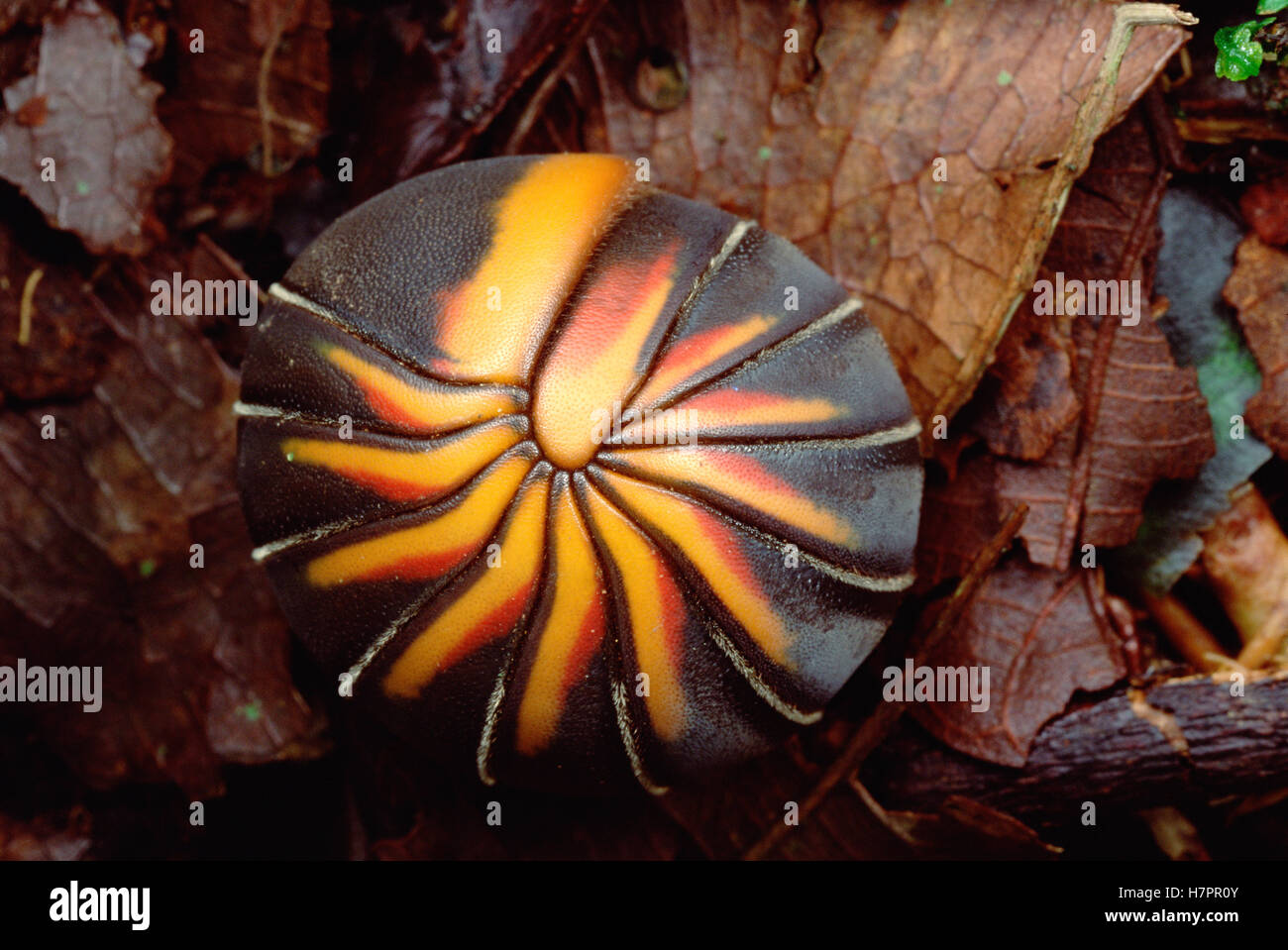 Millipede rolled into ball position, Gunung Mulu National Park, Sarawak ...