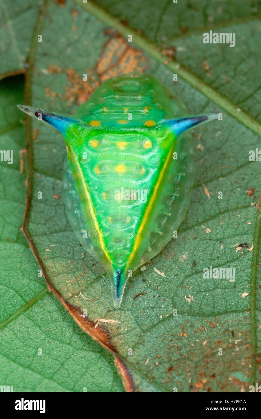 Slug Caterpillar (Setora fletcheri) backside view on leaf, Paracau ...
