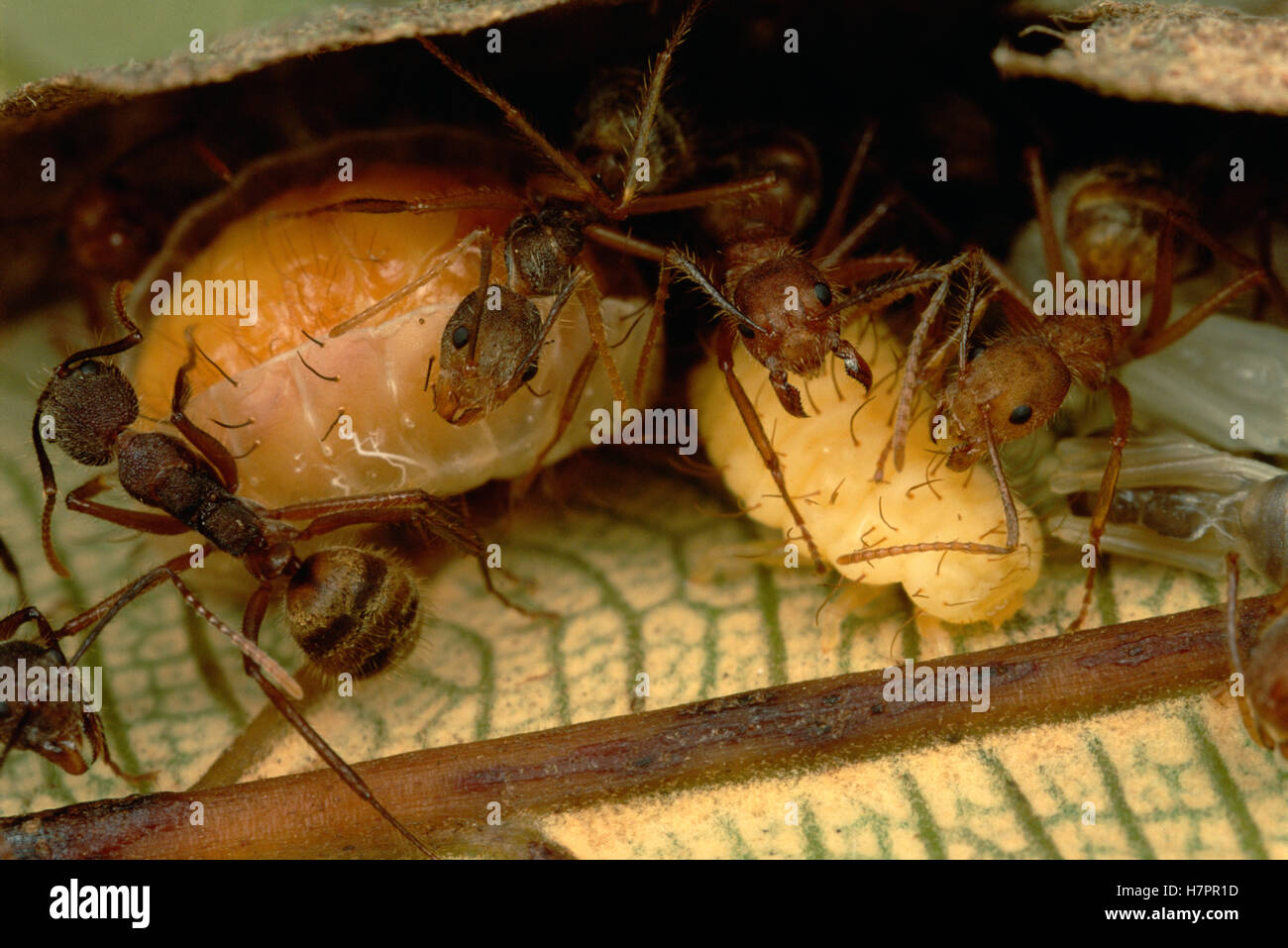 Arboreal ants tend and groom the maggots as though they were pets ...