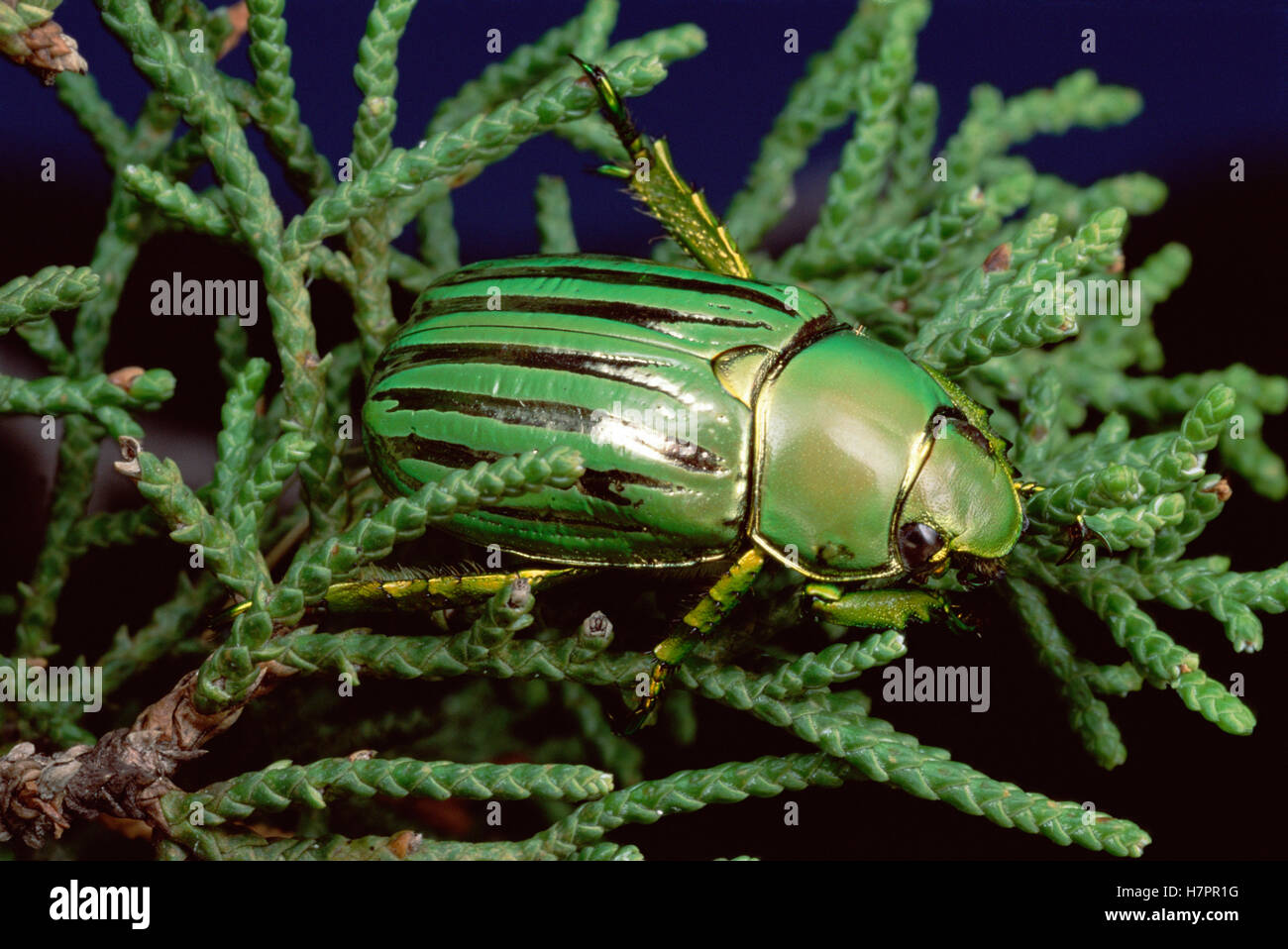 Golden Scarab Beetle (Plusiotis resplendens) on fir needles, Pena ...