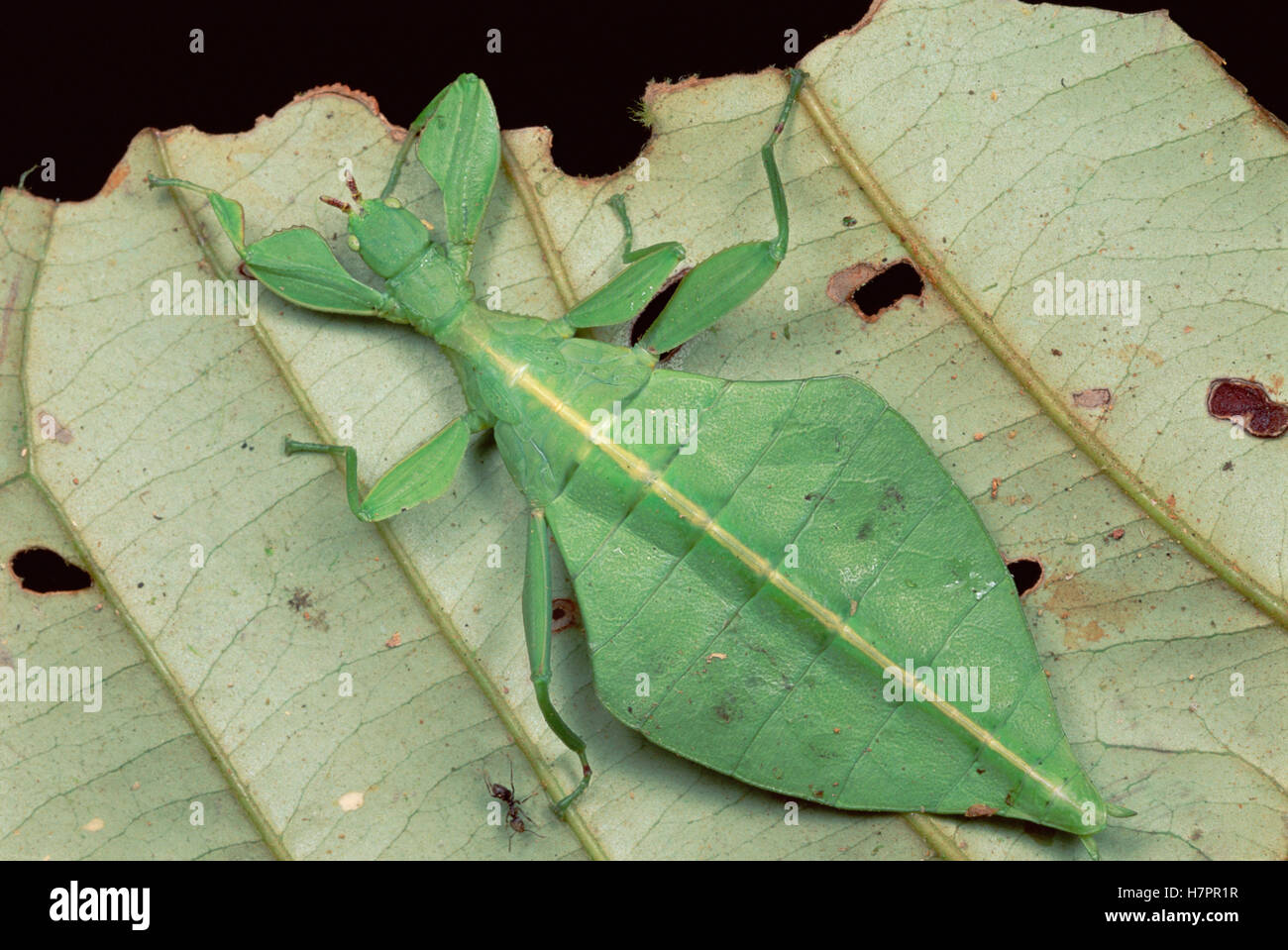 Leaf Insect (Phyllium sp) shown on underside of leaf, Haia, Papua New ...