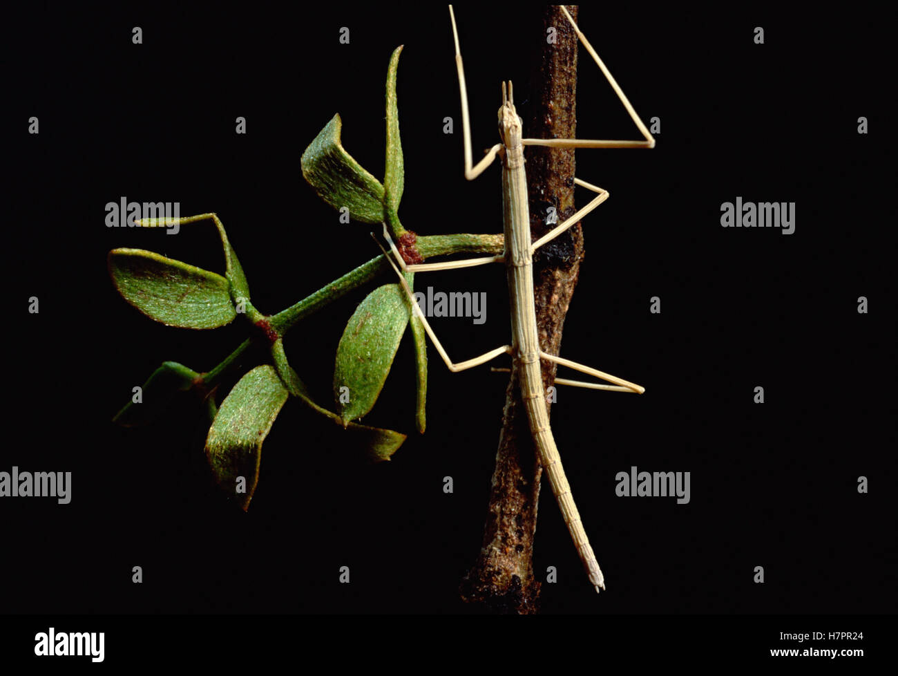 Creosote Walking Stick (Diaphomera velii) young on Creosote Bush ...