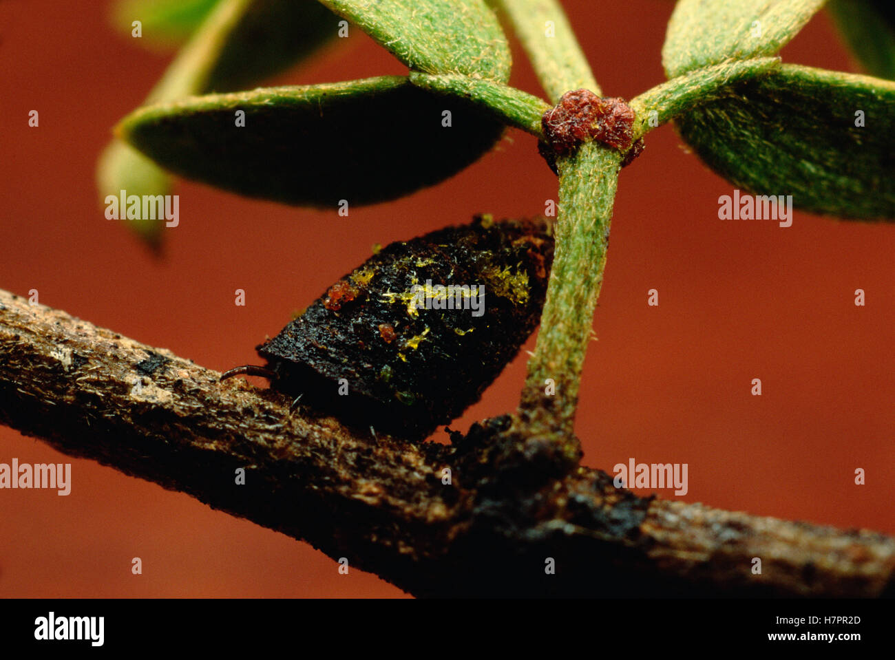 Caddis Fly (Phryganeidae) on Creosote Bush (Larrea tridentata Stock ...