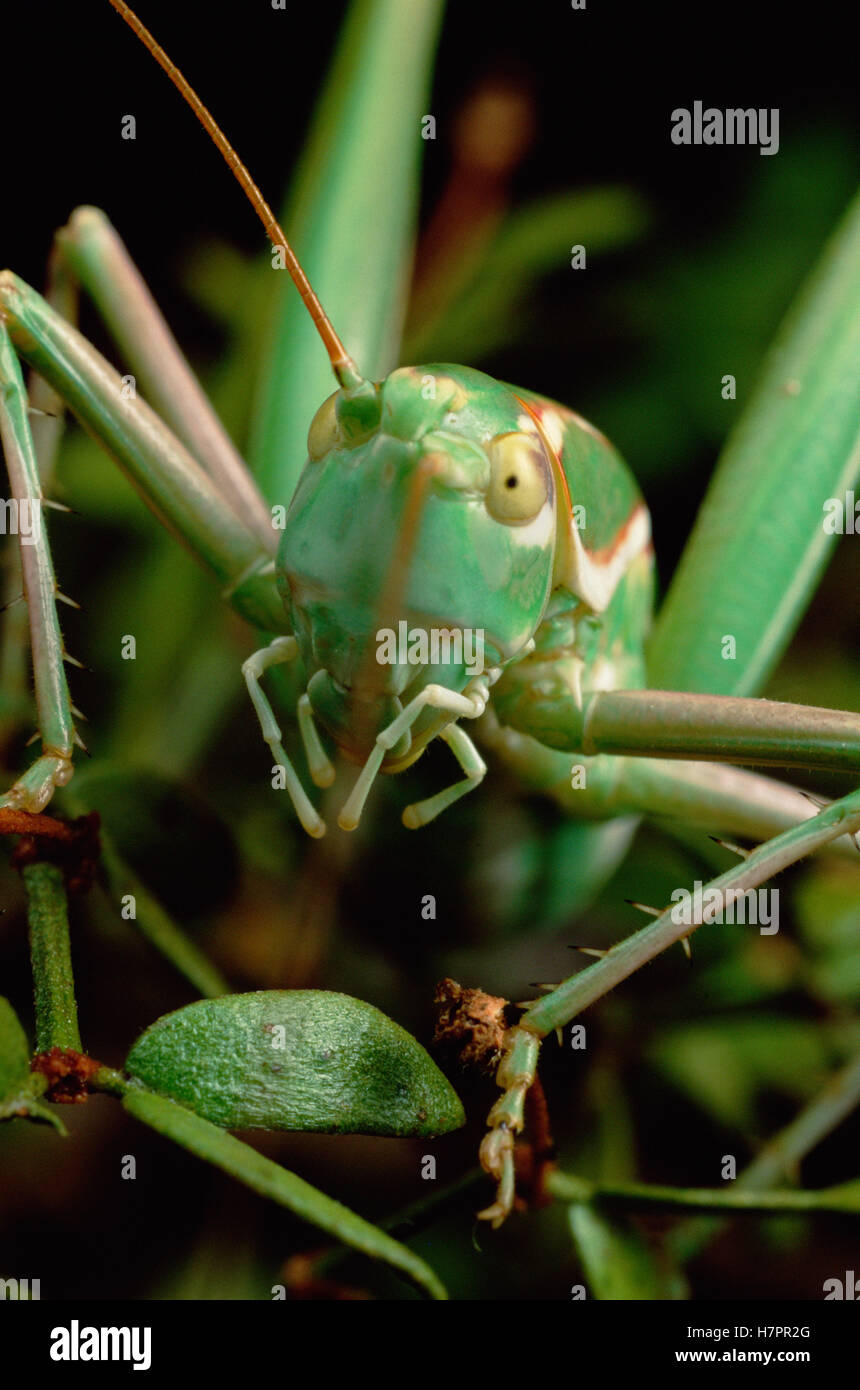 Katydid (Tettigoniidae) eating fruits and flowers of Creosote Bush ...
