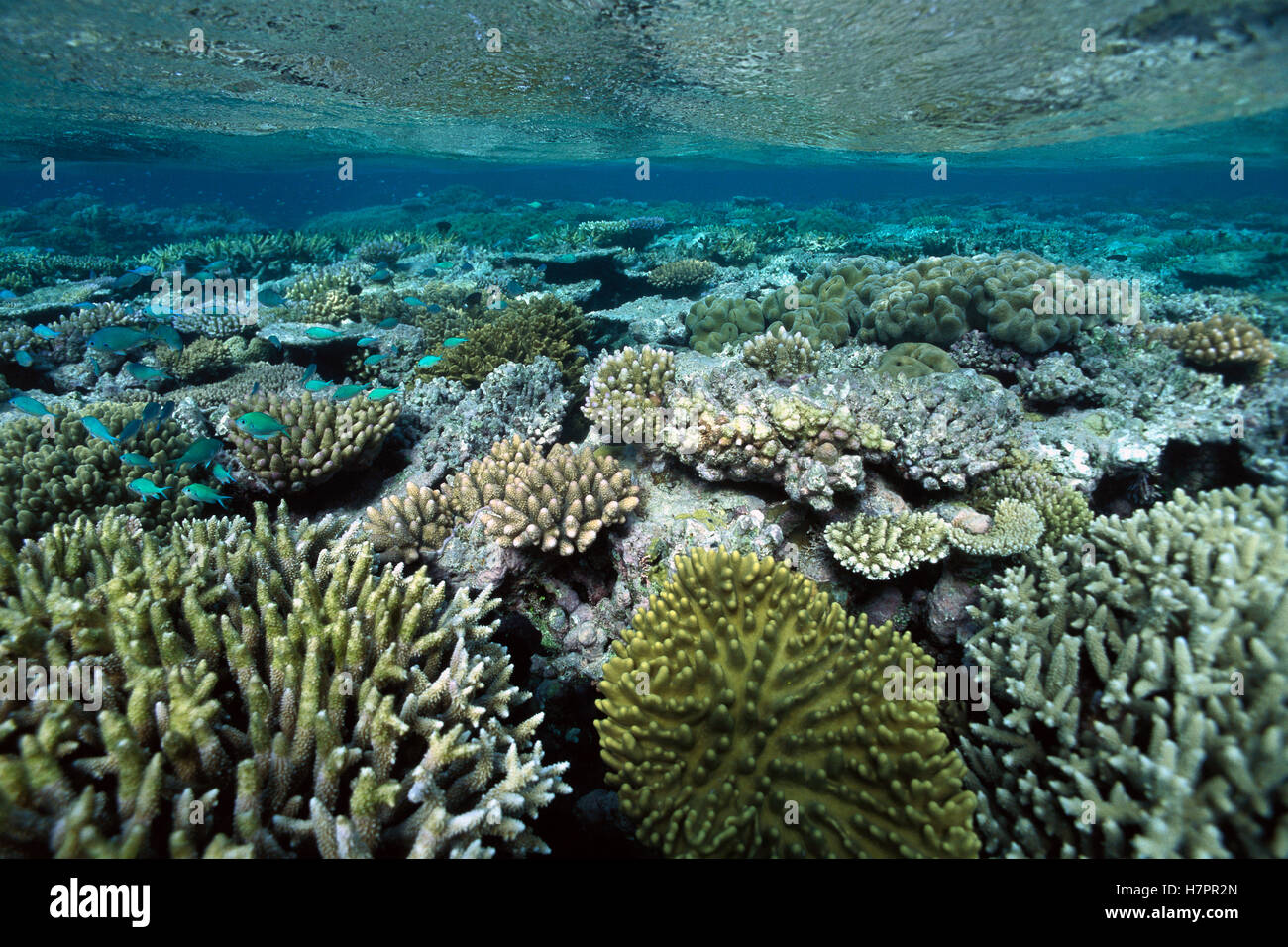 Corals in shallow water, Great Barrier Reef, Australia Stock Photo - Alamy