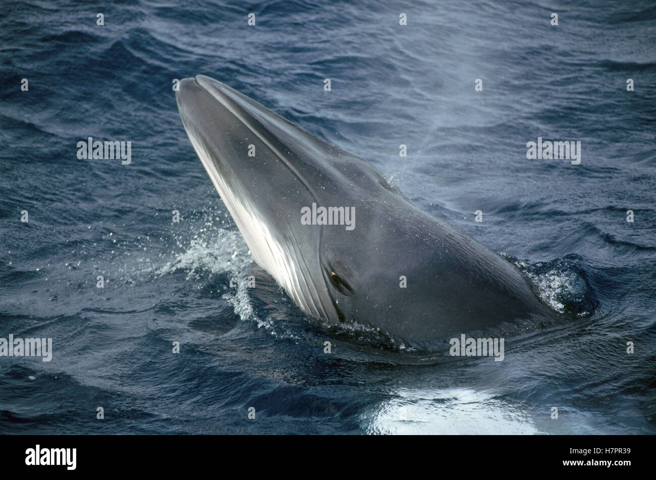 Dwarf Minke Whale (Balaenoptera acutorostrata) spyhopping, Western ...