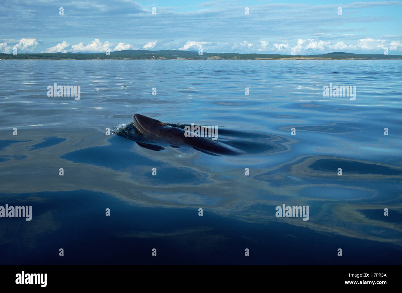 Common Minke Whale (Balaenoptera acutorostrata) surfacing, San Juan ...