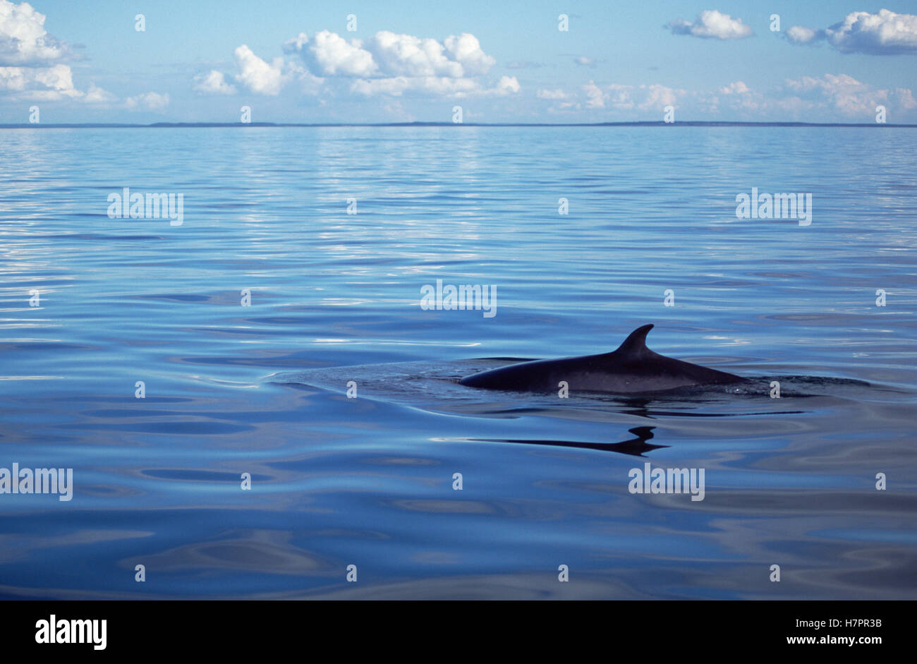 Common Minke Whale (Balaenoptera acutorostrata) dorsal fin, San Juan ...