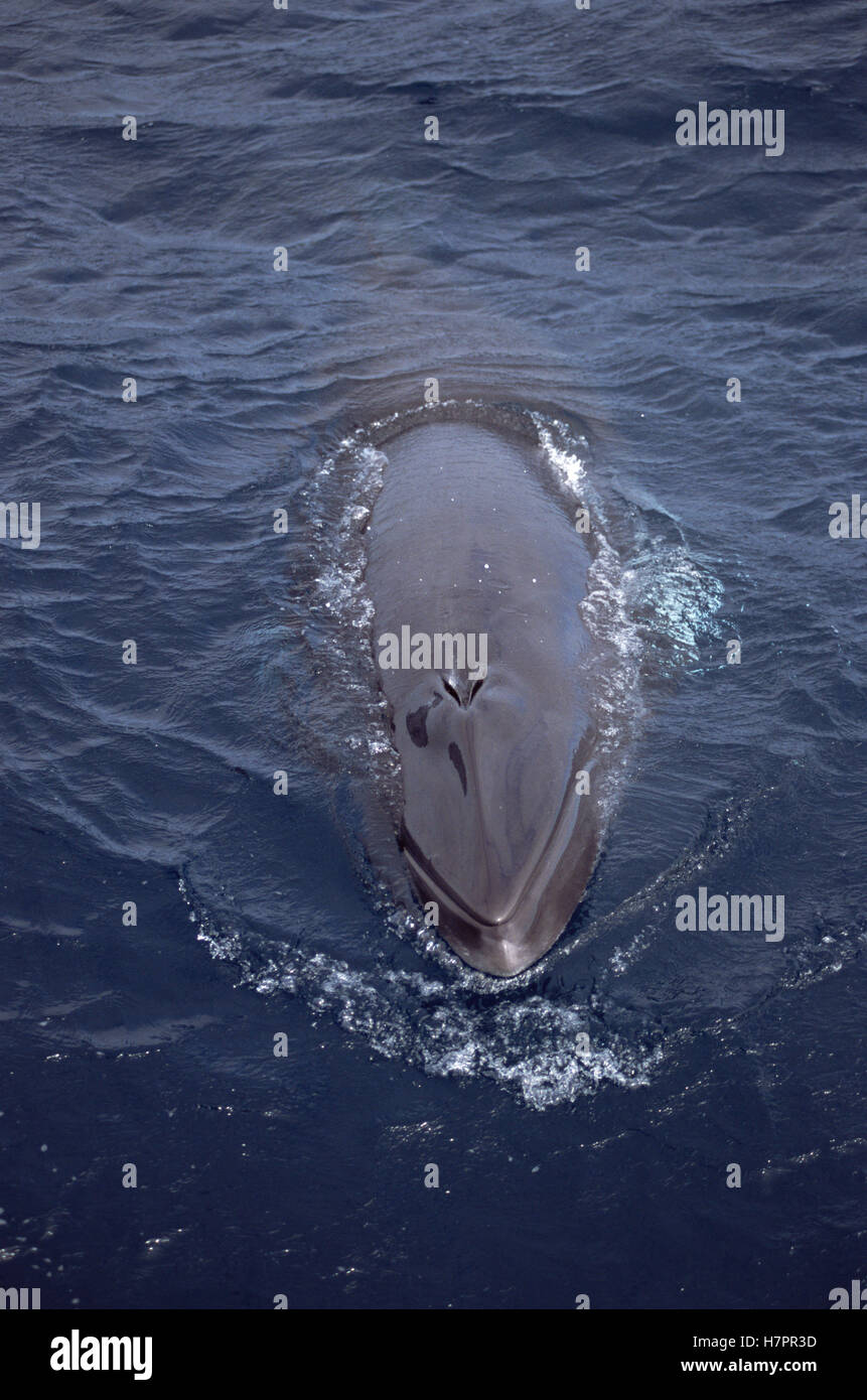 Dwarf Minke Whale (Balaenoptera acutorostrata) surfacing, Lizard Island ...