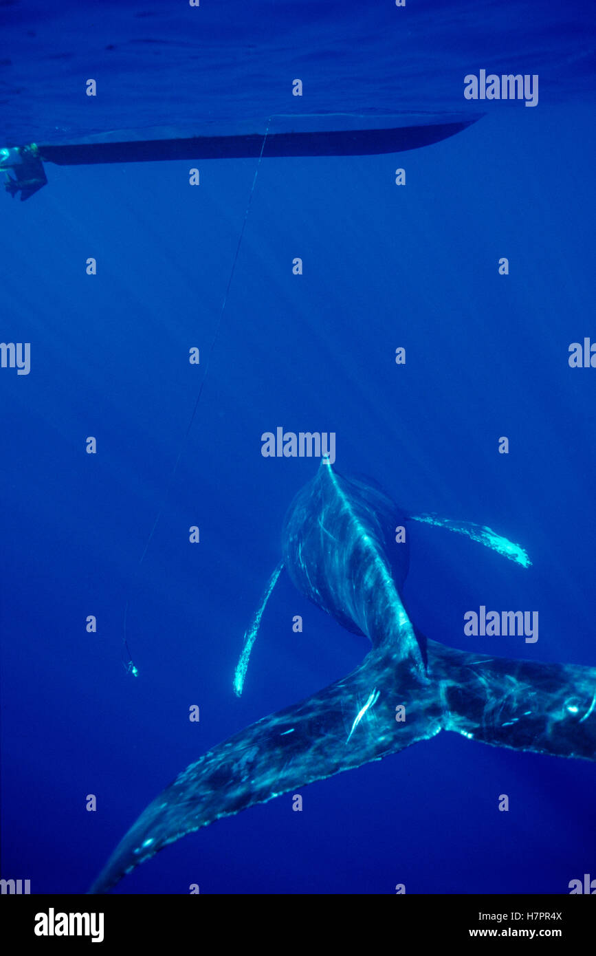 Humpback Whale (Megaptera novaeangliae) singer approaches hydrophone ...