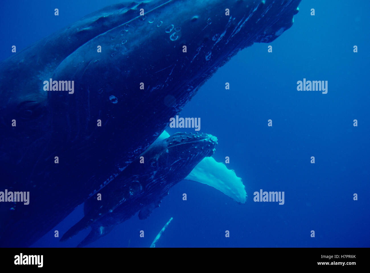 Humpback Whale (Megaptera novaeangliae) friendly cow and calf, Maui ...