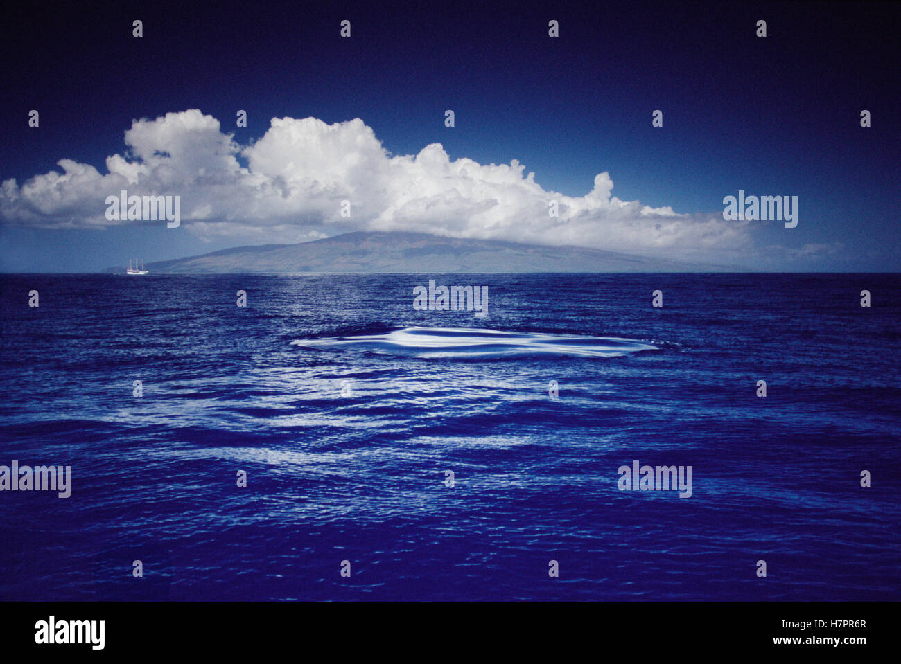 Humpback Whale (Megaptera novaeangliae) footprint of singer after dive ...