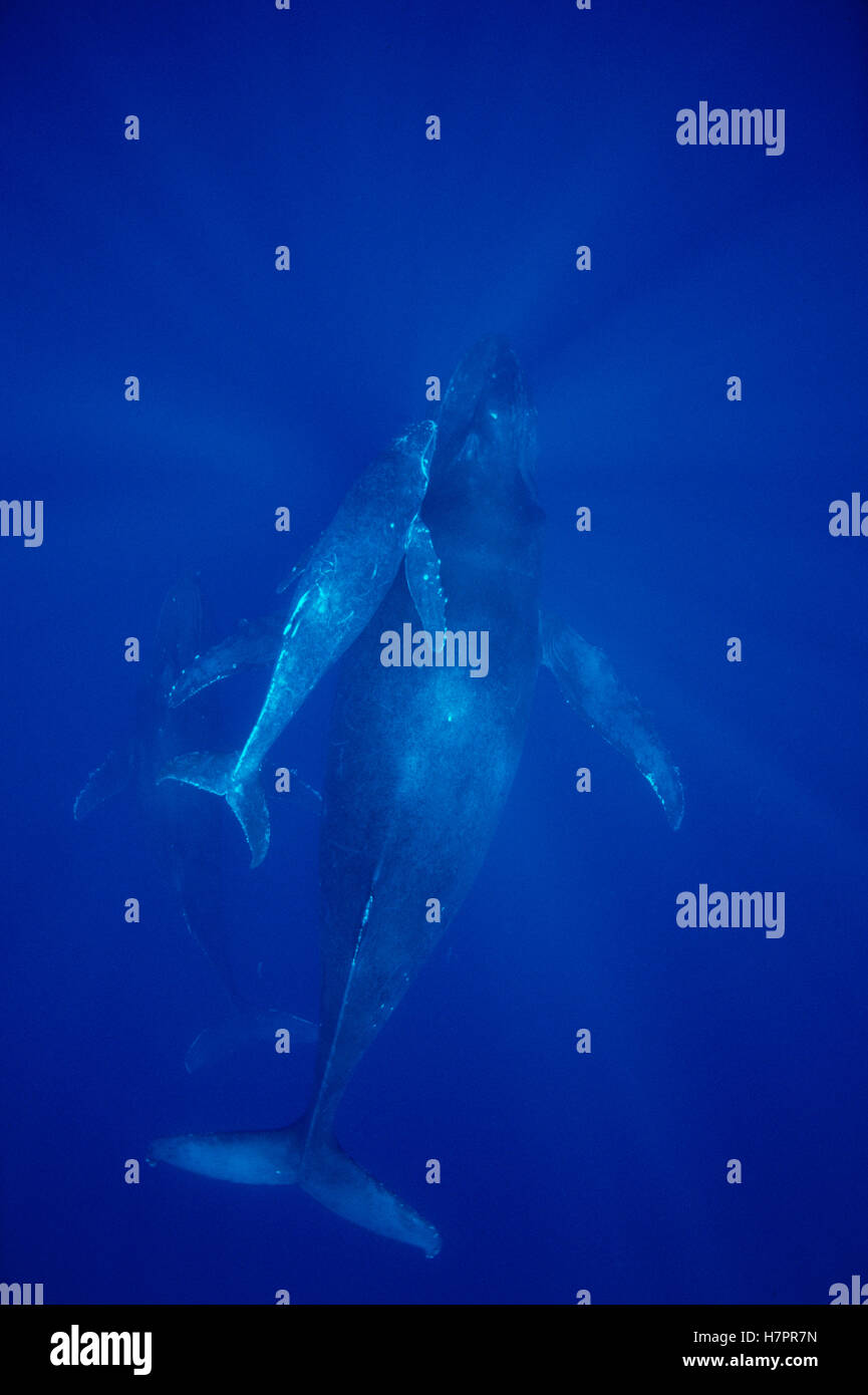 Humpback Whale (Megaptera novaeangliae) cow, calf and male escort, Maui ...