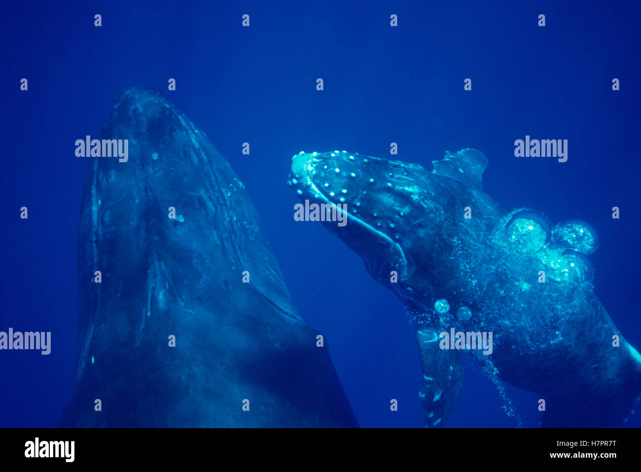 Humpback Whale (Megaptera novaeangliae) friendly cow and calf, Maui ...