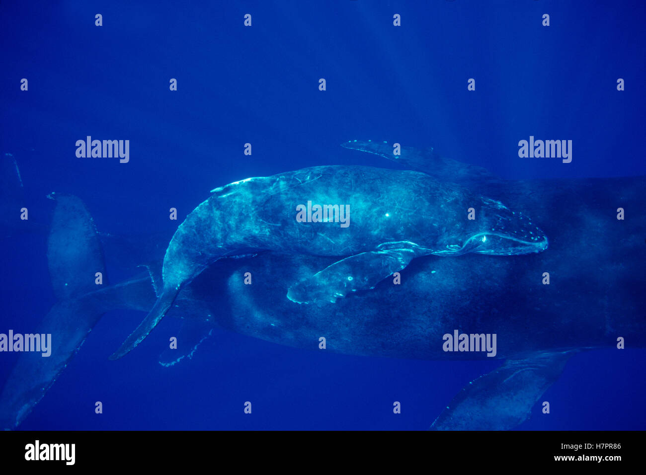 Humpback Whale (Megaptera novaeangliae) cow and calf and male escort ...