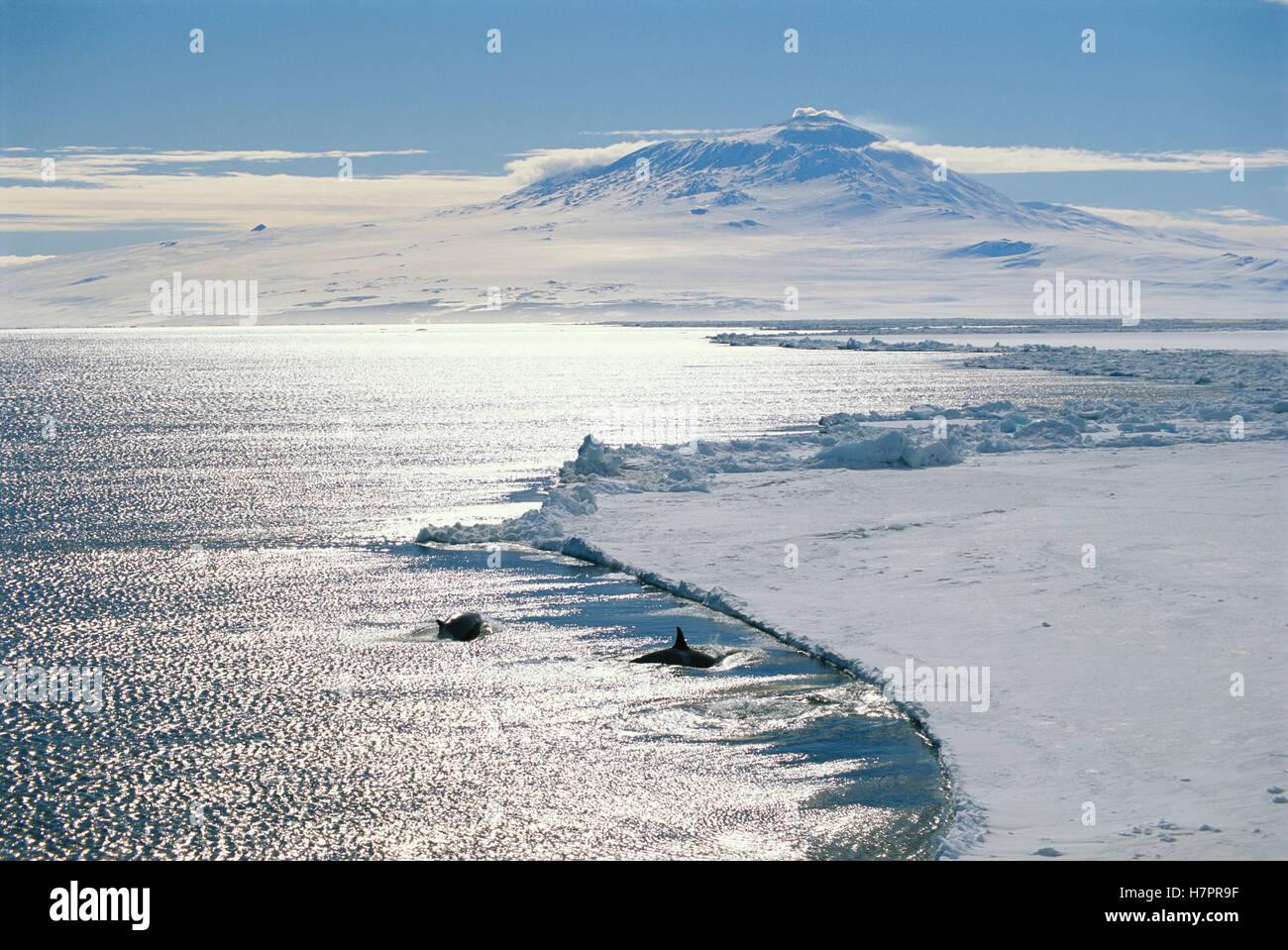 Orca (Orcinus orca) pair along ice edge, Mt Erebus in background ...
