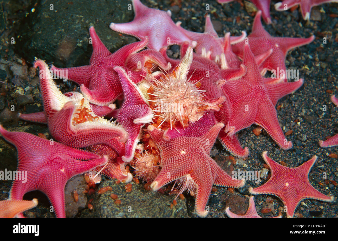 Sea Star (Odontaster validus) group attacking and eating a Sea Urchin ...