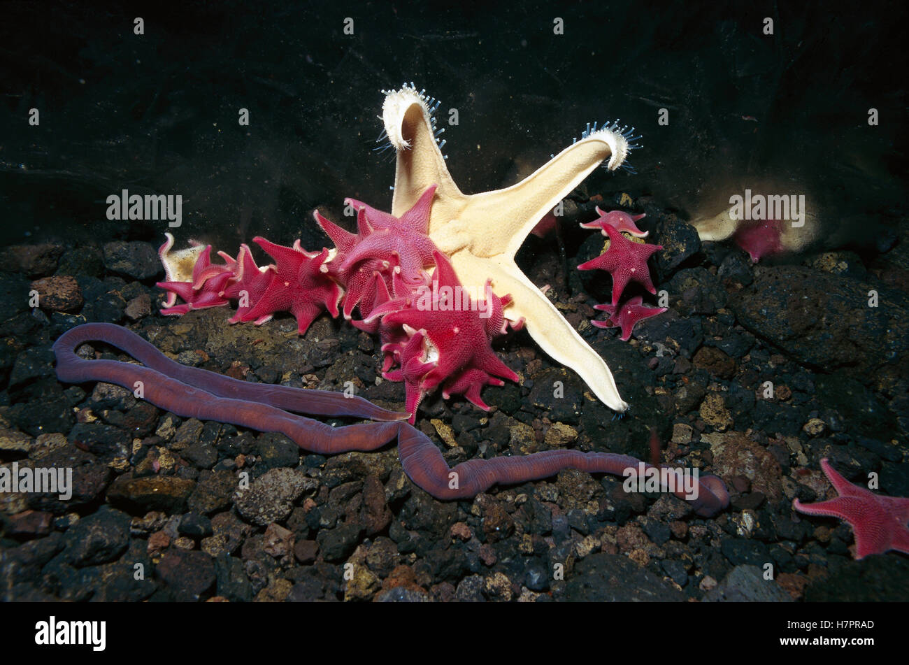 Sea Star (Odontaster validus) group in ice cave below seal hole, attack ...