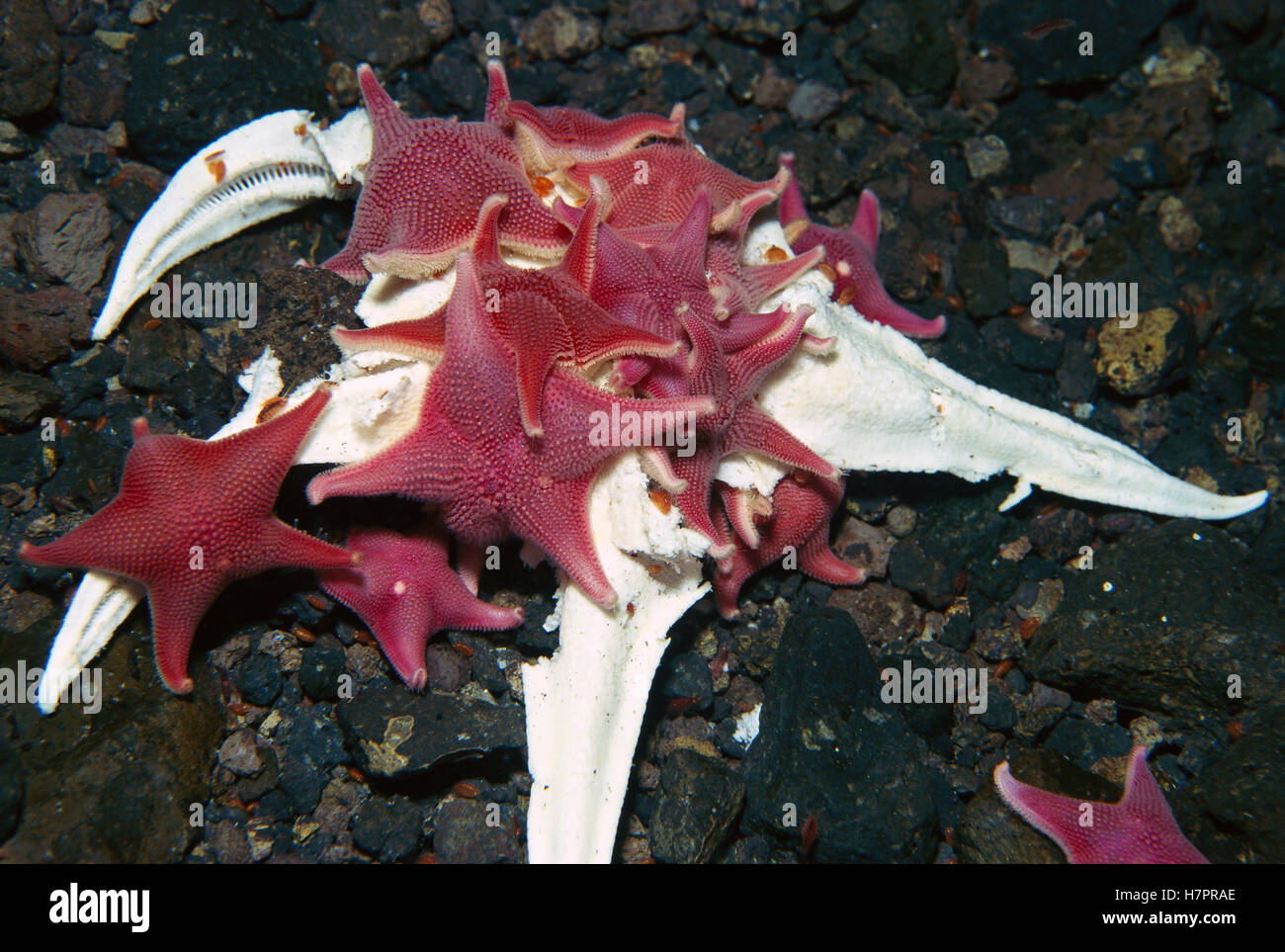 Sea Star (Odontaster validus) group in ice cave below seal hole, attack ...