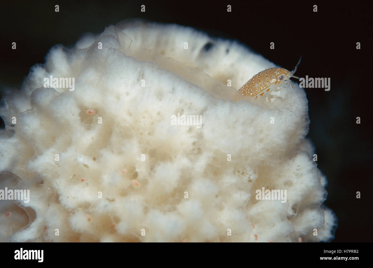 Isopod (Natatolana sp) or (Aega sp) in sponge (Haliclona dancoi) two ...