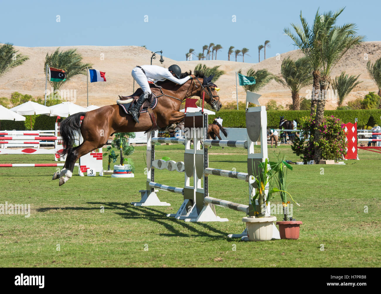 Horse and rider competing in an equestrian showjumping sports ...