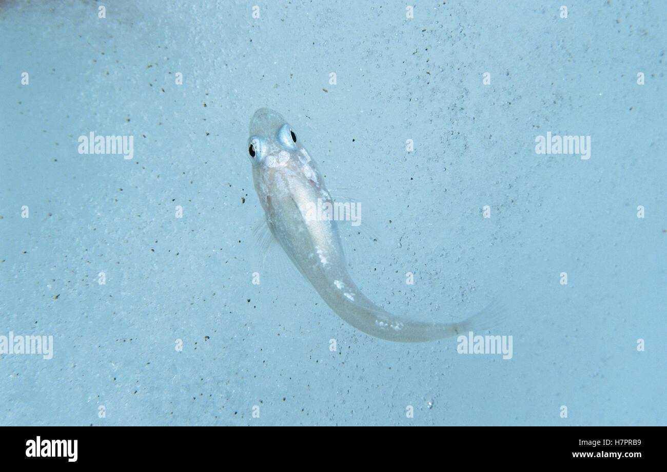 Bald Notothen (Pagothenia borchgrevinki) on iceberg, notothenioid fish ...