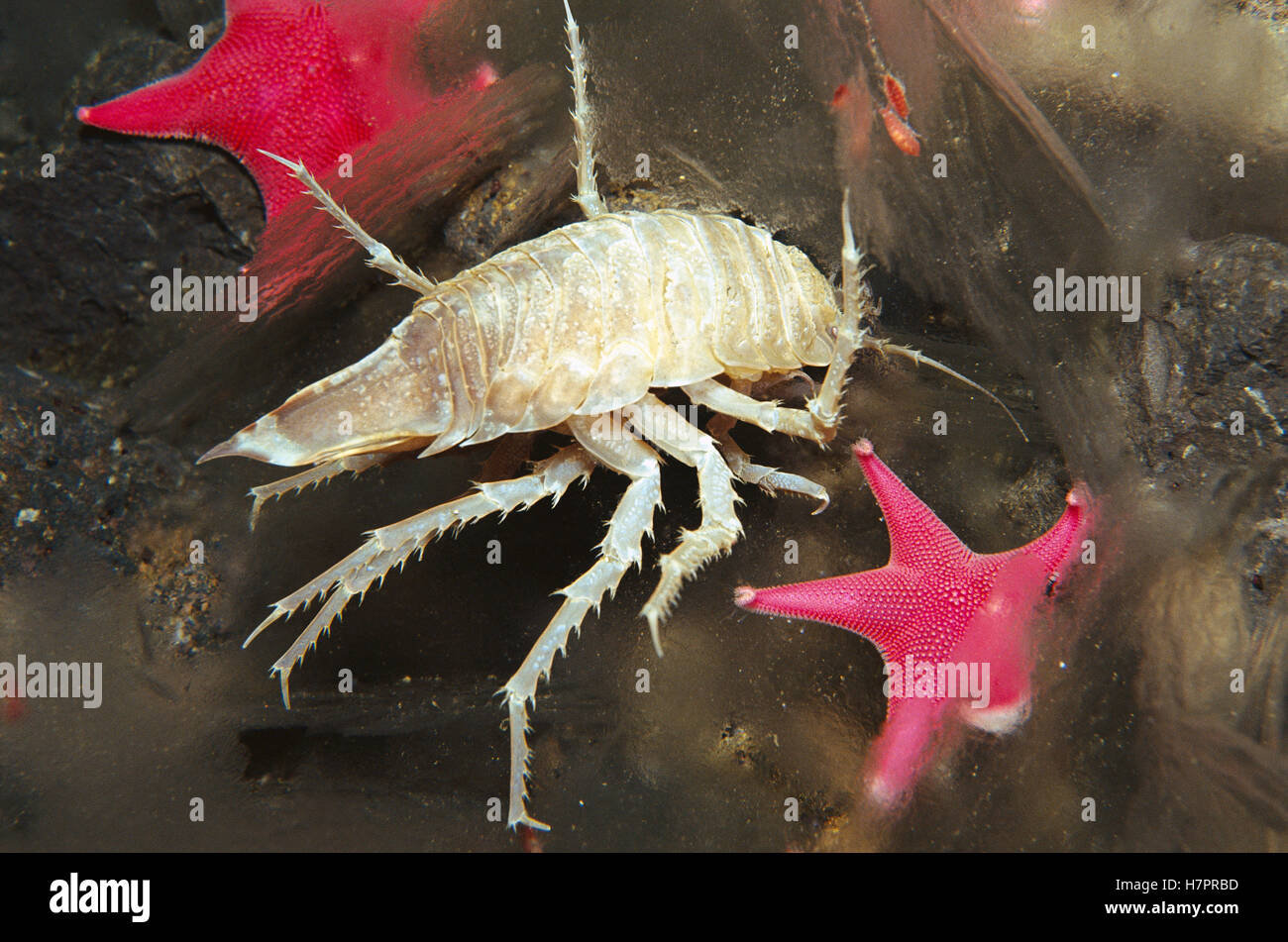 Giant Antarctic Isopod (Glyptonotus antarcticus) in newly formed anchor ...