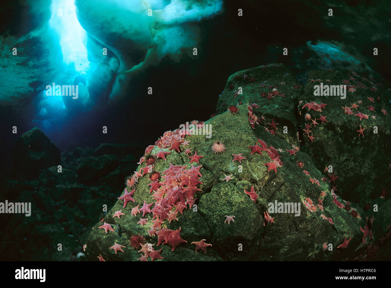 Sea Star (Odontaster validus) group feeding on Algae, Weddell Seal ...