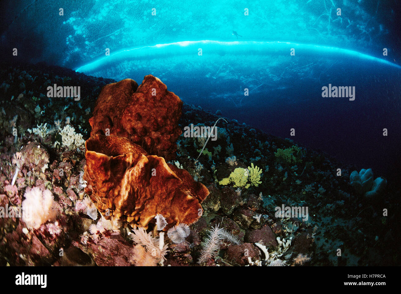 Sponge (Rossella fibulata) primitive animal colonies that filter water ...