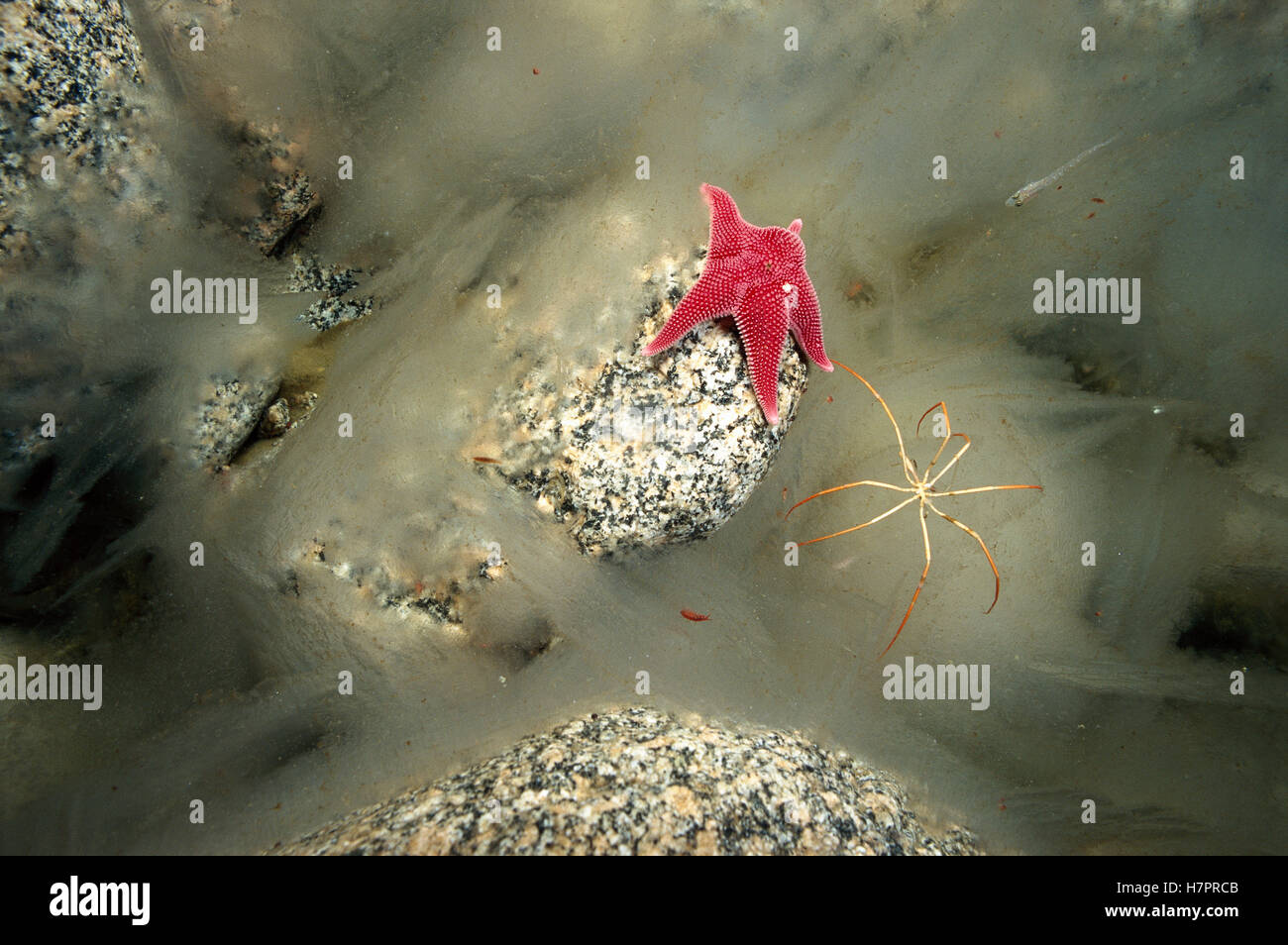 Sea Star (Odontaster validus) and Sea Spider (Pycnogonidae) amid anchor ...