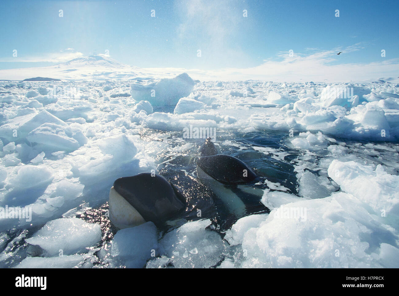 Orca (Orcinus orca) pod in icebreaker channel, must find open pockets ...