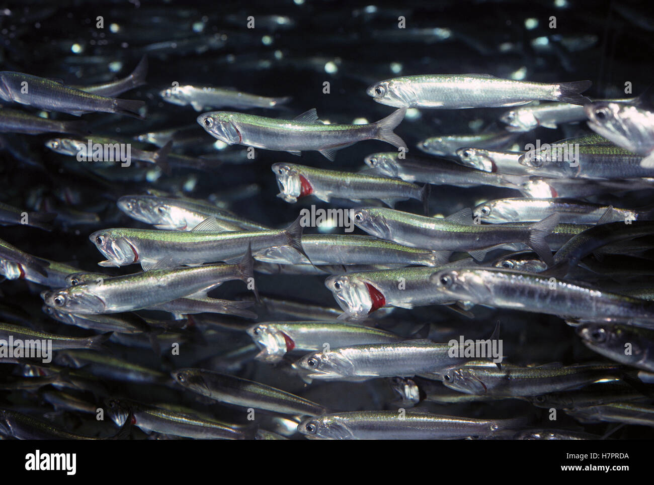 Northern Anchovy (Engraulis mordax) school, feeds by straining water ...
