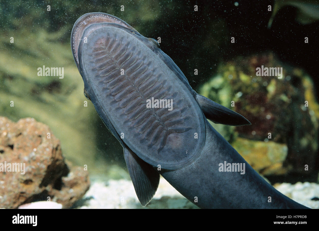 Remora (Remora remora) top of head modified with plates to stick onto ...